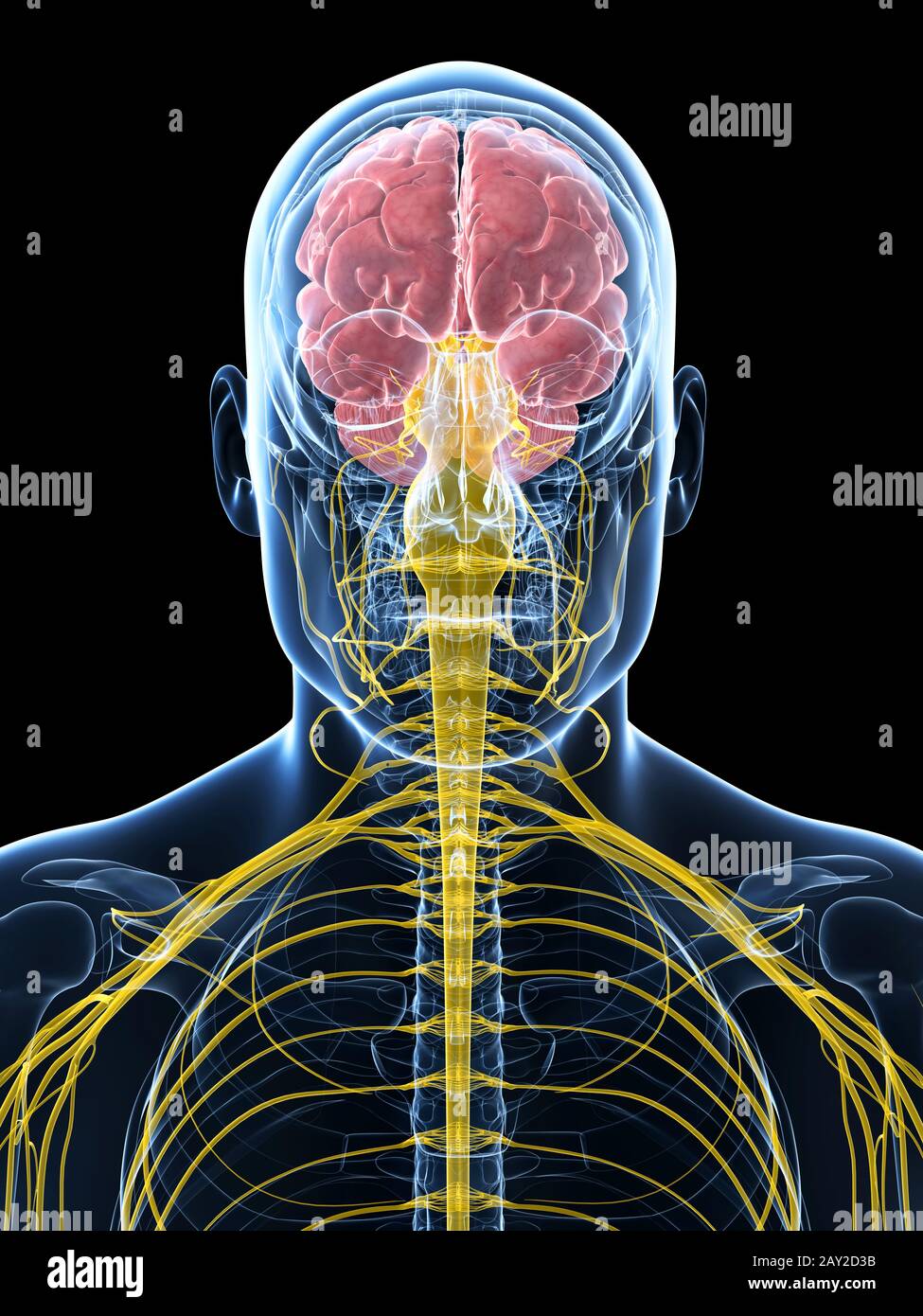 3d rendered illustration of the male nerve system Stock Photo - Alamy