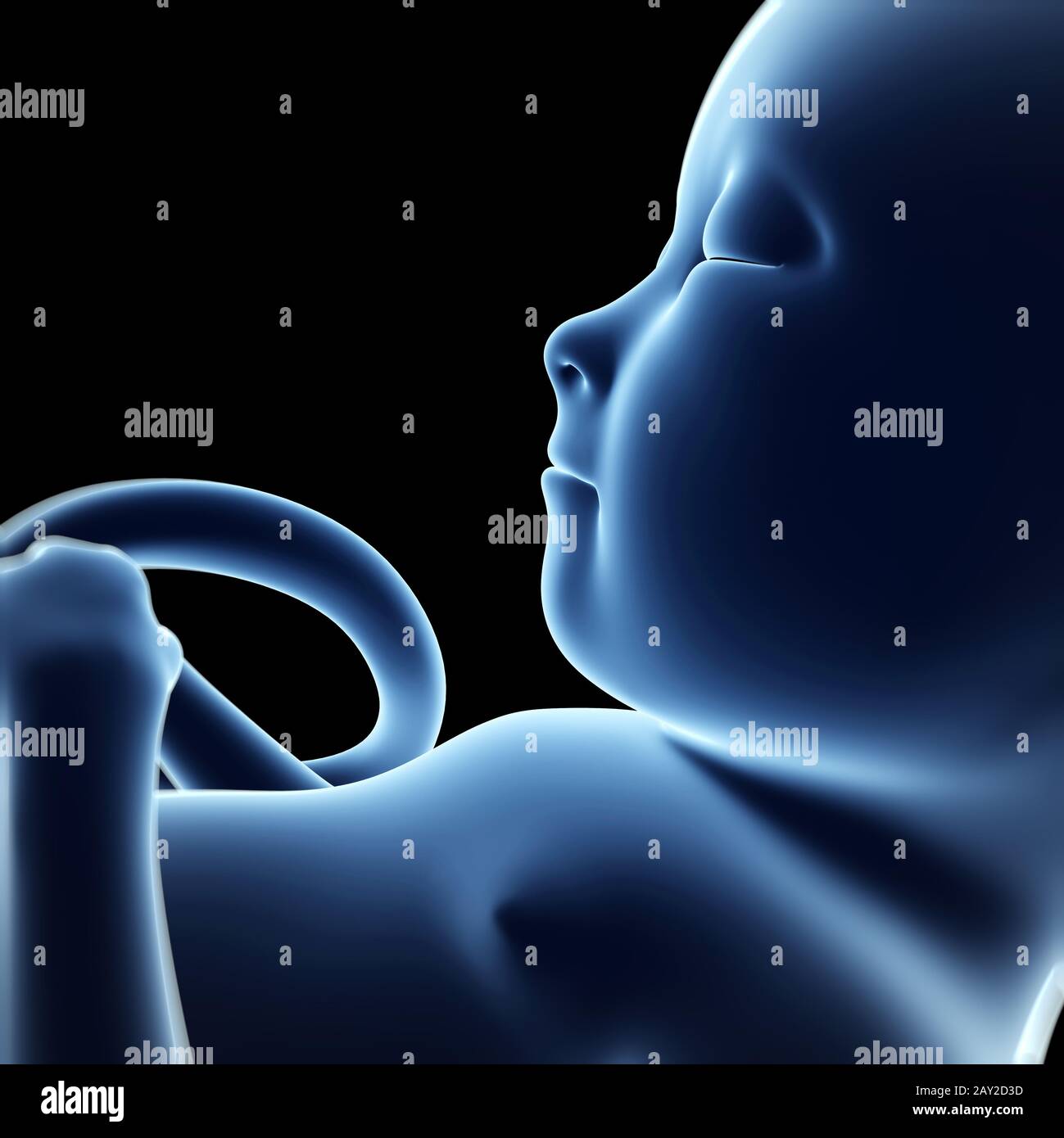 3d rendered illustration of a fetus Stock Photo - Alamy