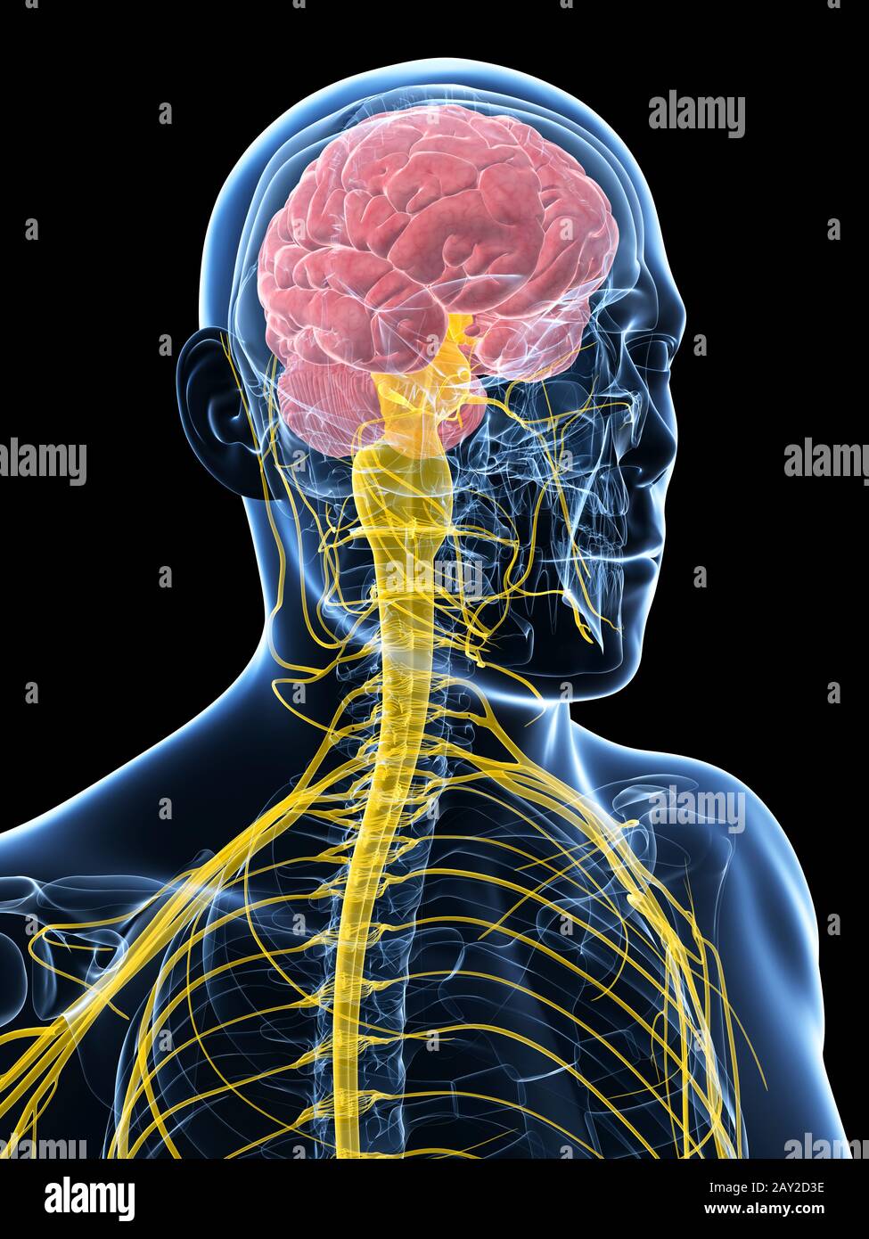 3d rendered illustration of the male nerve system Stock Photo - Alamy