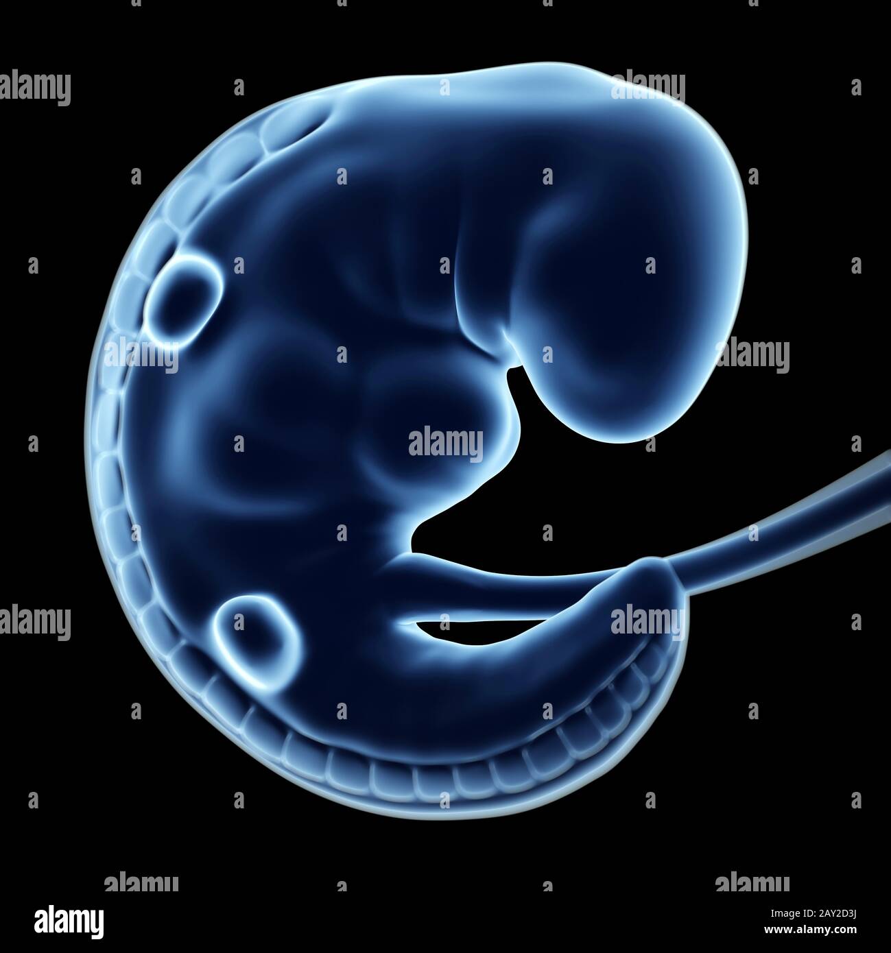 3d rendered illustration of a fetus Stock Photo - Alamy