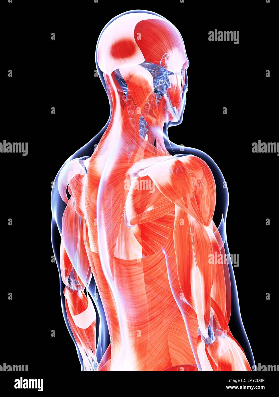 3d rendered illustration of the male musculature Stock Photo - Alamy