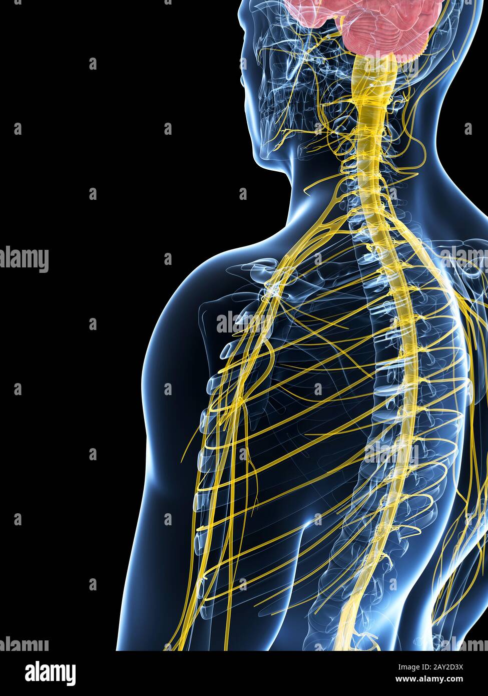 3d rendered illustration of the male nerve system Stock Photo - Alamy