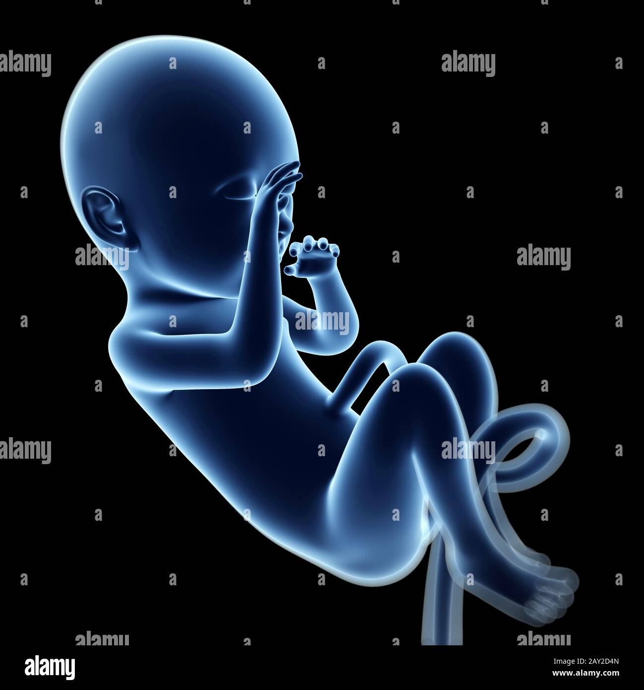 3d rendered illustration of a fetus Stock Photo - Alamy
