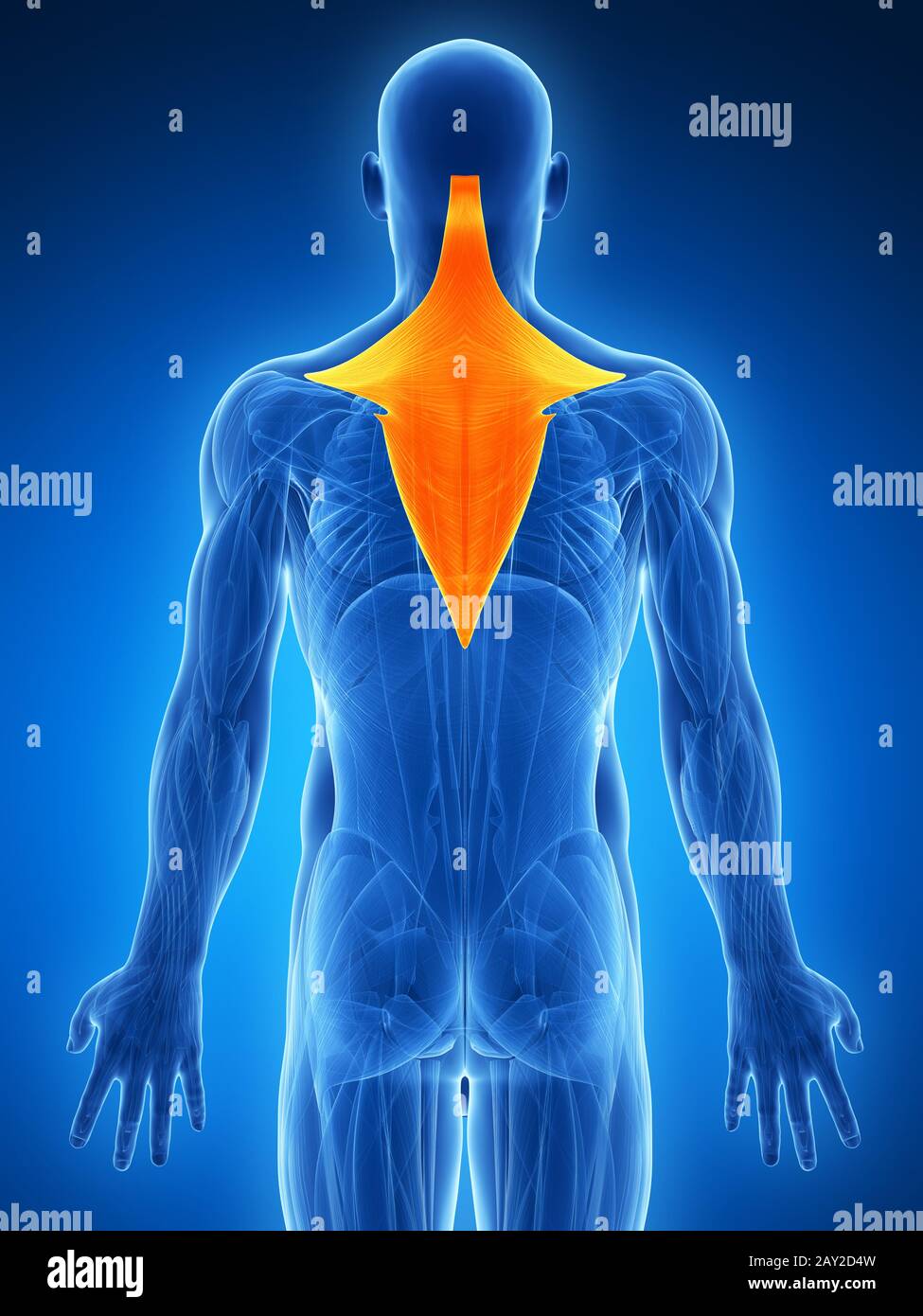 Trapezius hi-res stock photography and images - Alamy