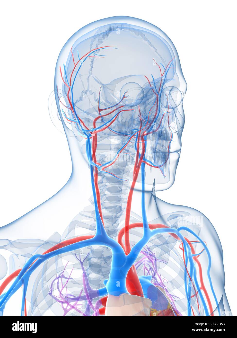 3d rendered illustration of the human vascular system Stock Photo - Alamy