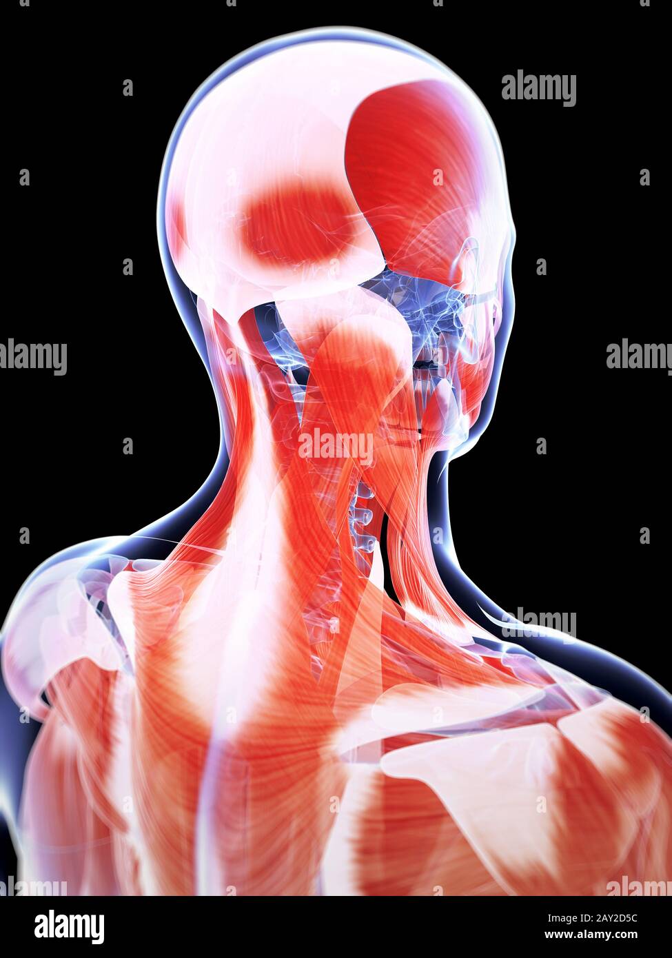 3d rendered illustration of the male musculature Stock Photo - Alamy