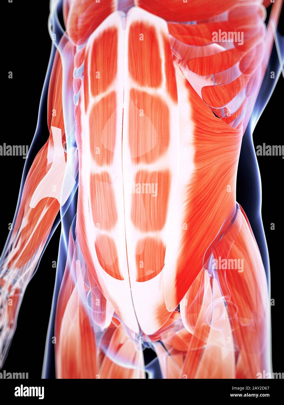 3d rendered illustration of the male musculature Stock Photo - Alamy