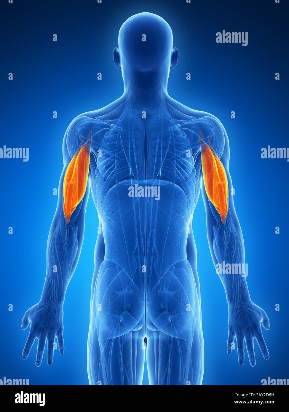 3d rendered illustration - triceps Stock Photo - Alamy