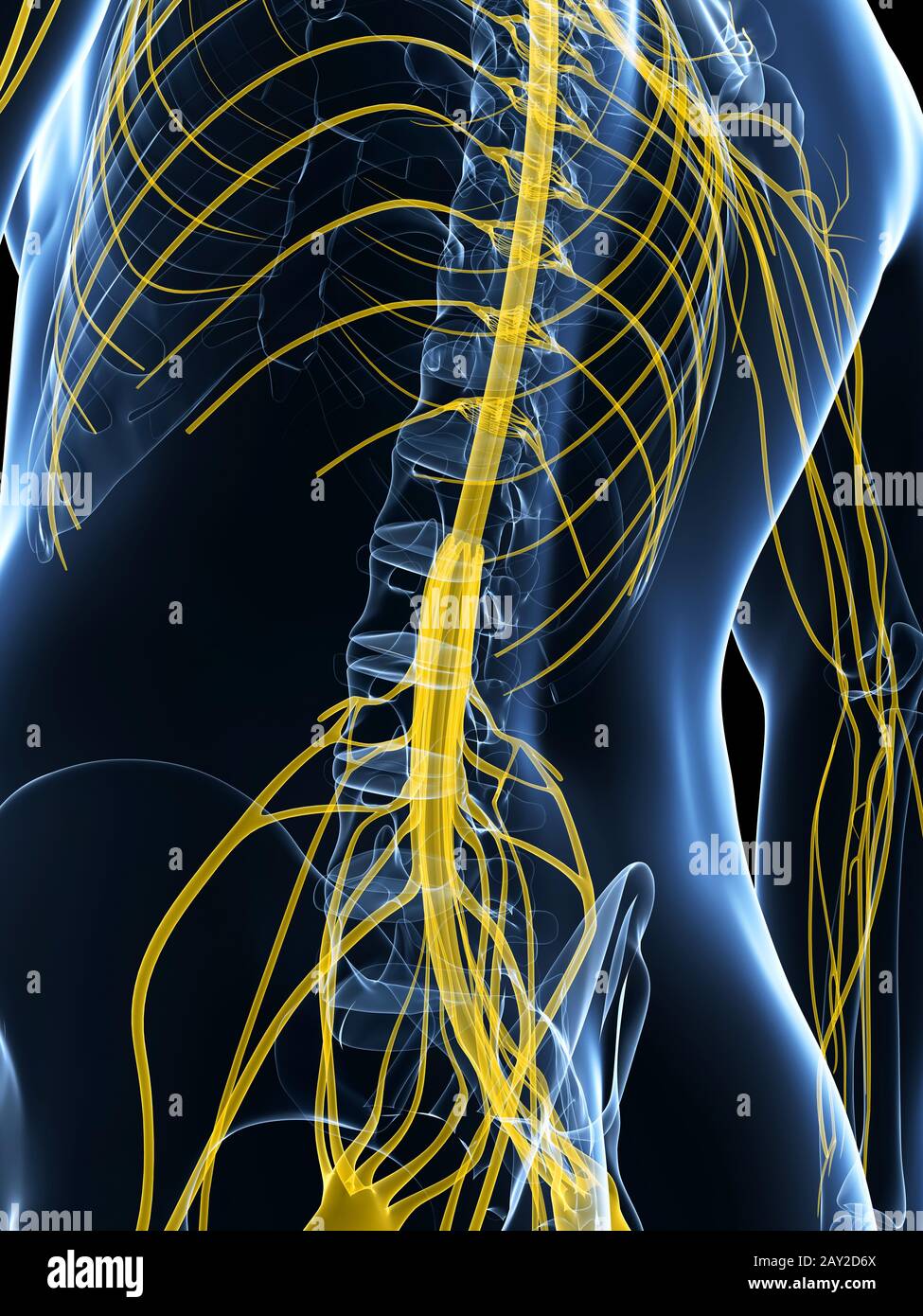 3d rendered illustration of the male nerve system Stock Photo - Alamy