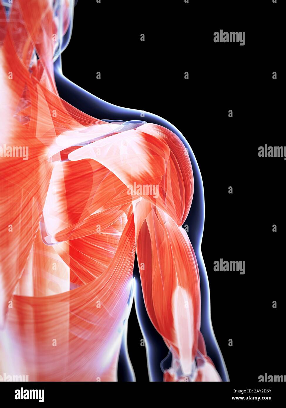 3d rendered illustration of the male musculature Stock Photo - Alamy