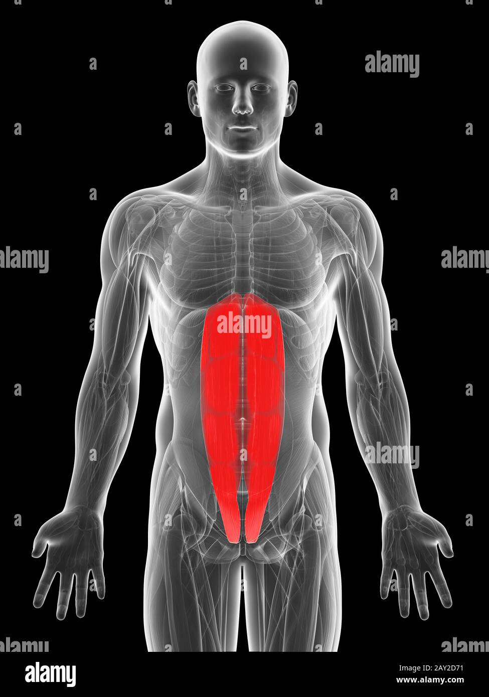 3d rendered illustration of the ab muscles Stock Photo - Alamy