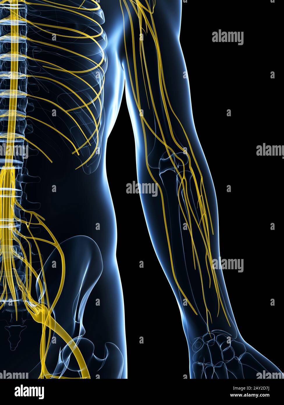 3d rendered illustration of the male nerve system Stock Photo - Alamy