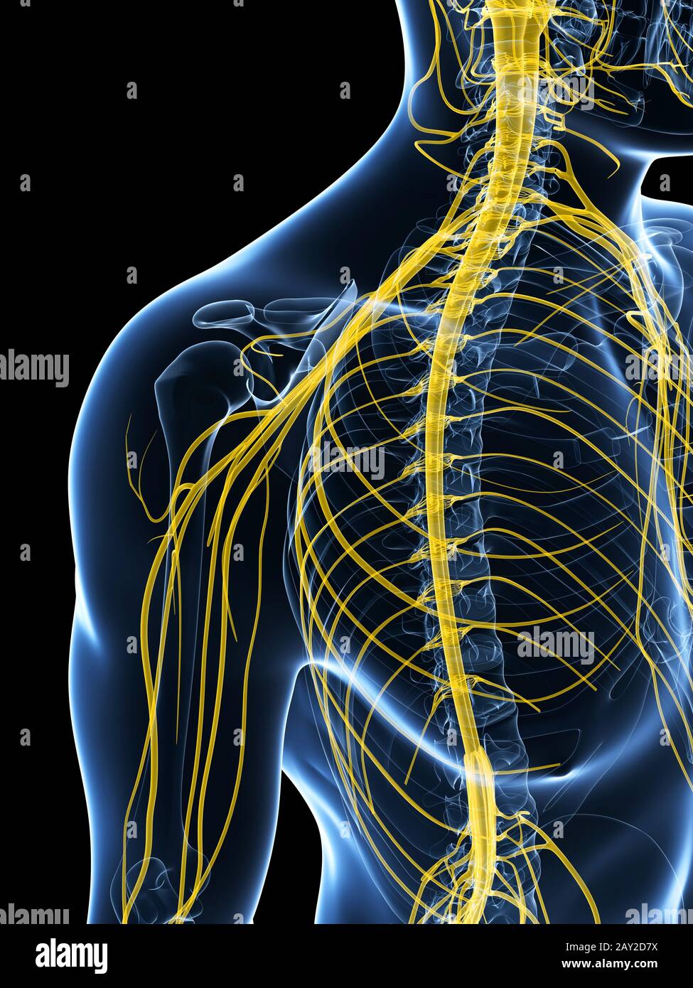 3d rendered illustration of the male nerve system Stock Photo - Alamy