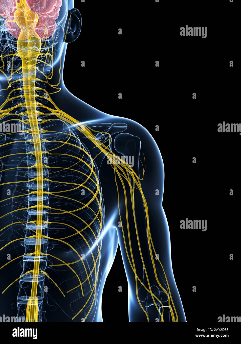 3d rendered illustration of the male nerve system Stock Photo - Alamy