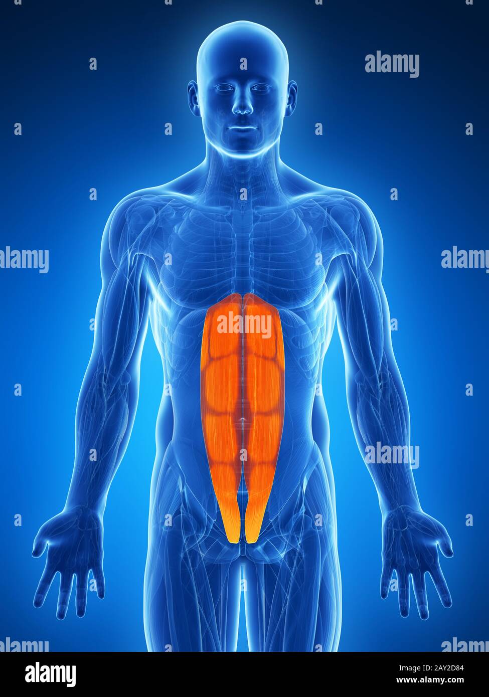 Rectus abdominis muscle hi-res stock photography and images - Alamy