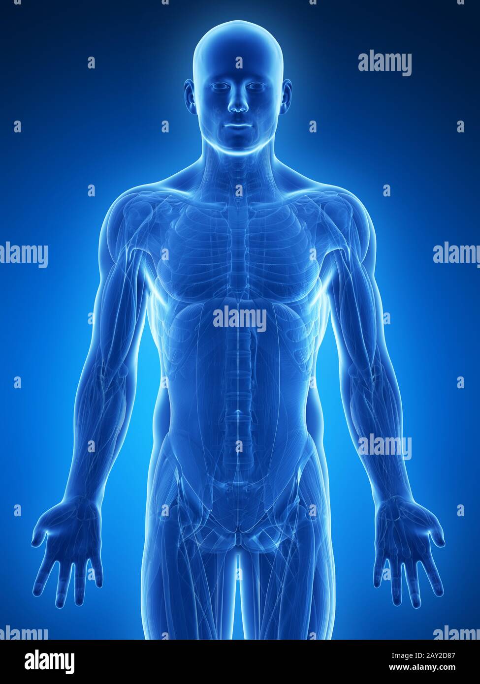 3d rendered illustration - male muscles Stock Photo - Alamy