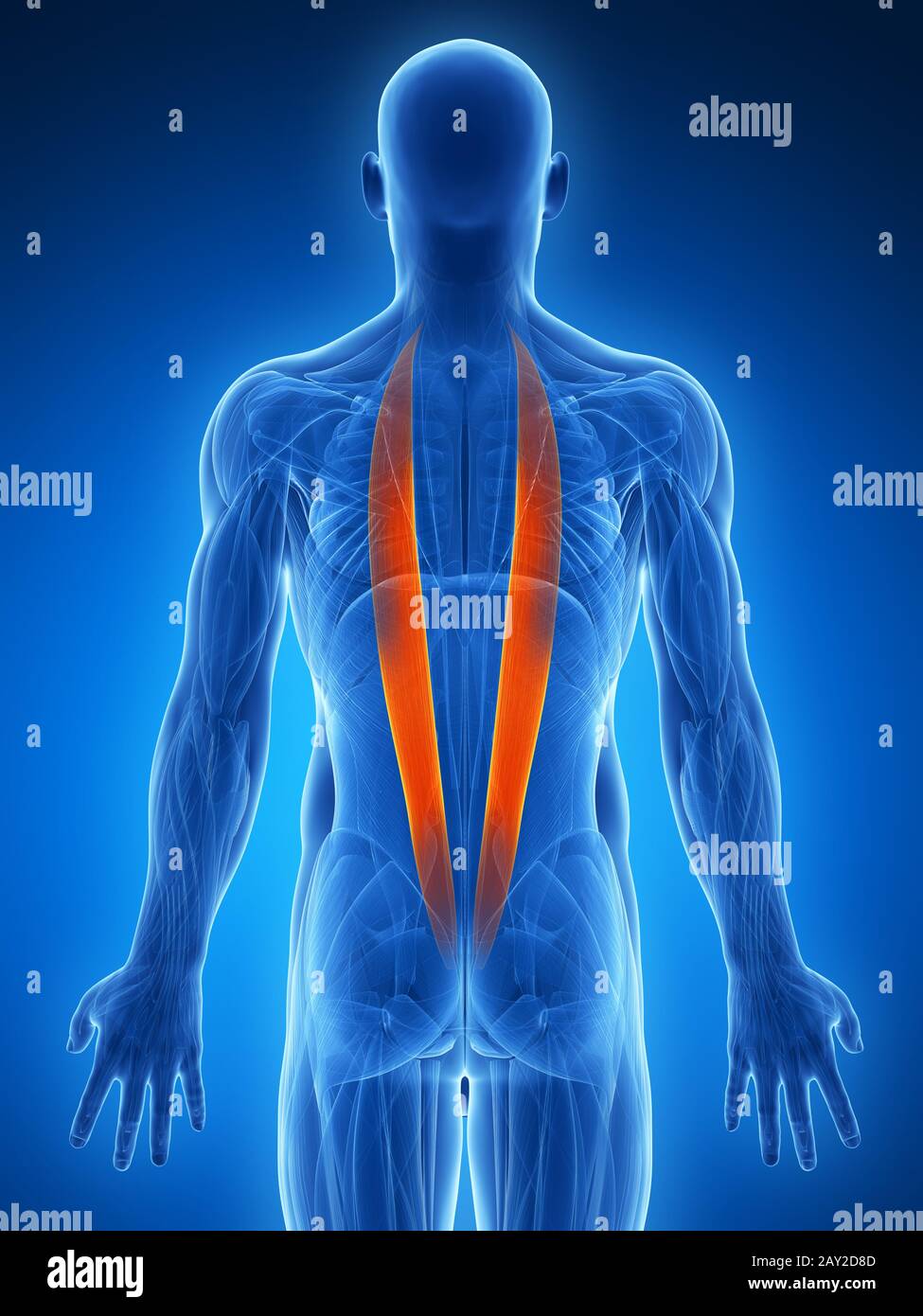 Musculus iliocostalis hi-res stock photography and images - Alamy