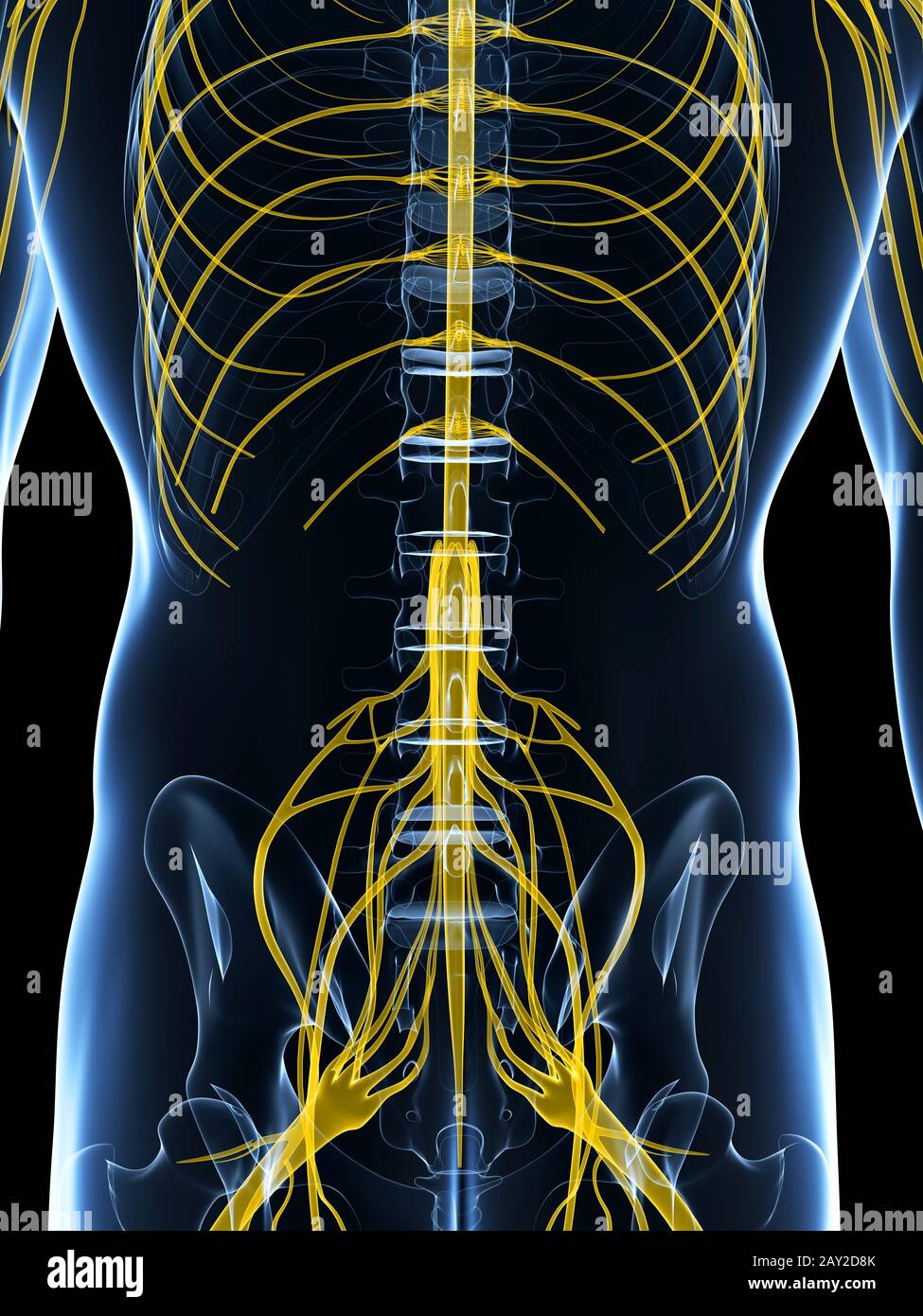 3d rendered illustration of the male nerve system Stock Photo - Alamy