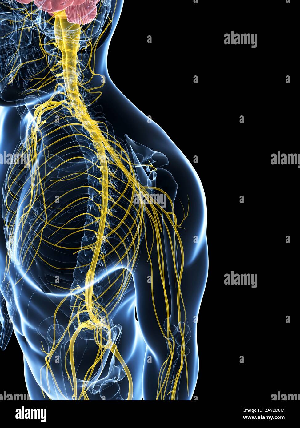 3d rendered illustration of the male nerve system Stock Photo - Alamy