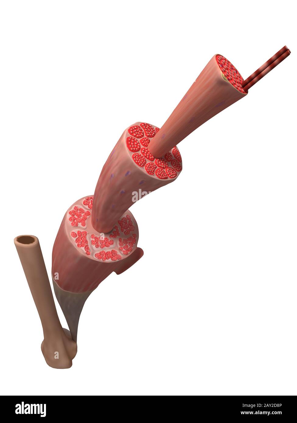 3d rendered illustration of muscle fiber Stock Photo - Alamy