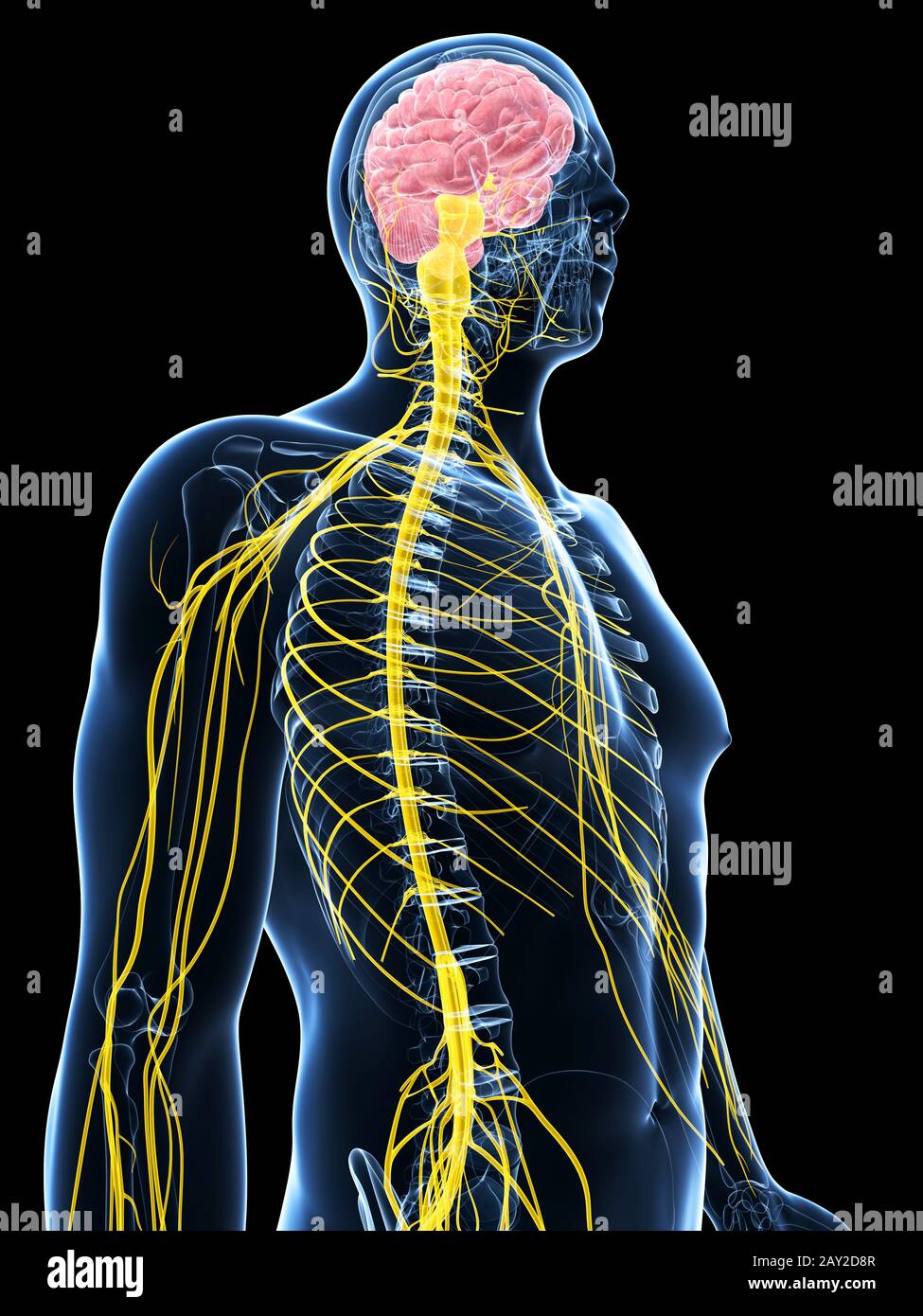 3d rendered illustration of the male nerve system Stock Photo - Alamy