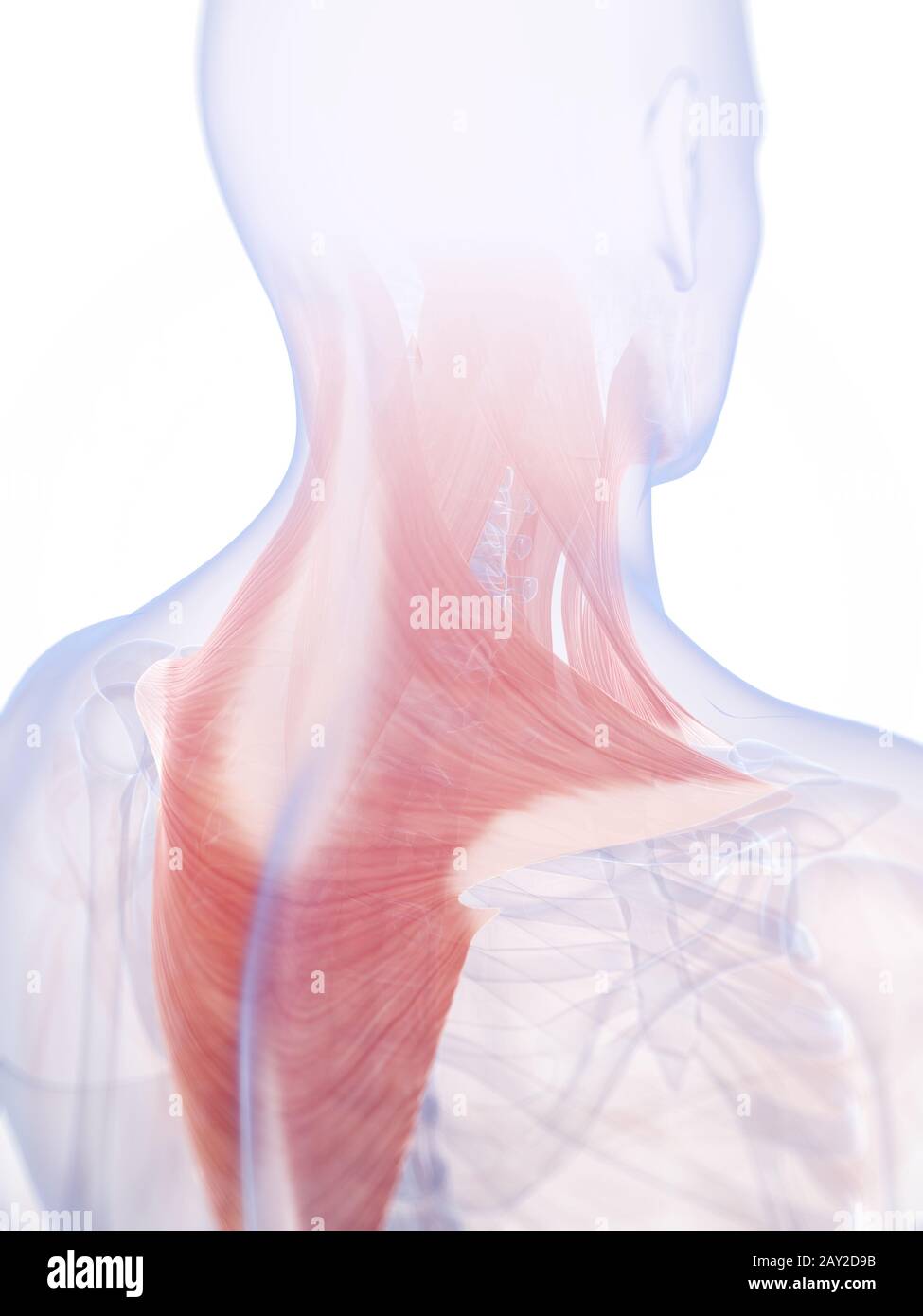 3d rendered illustration of the neck musculature Stock Photo - Alamy