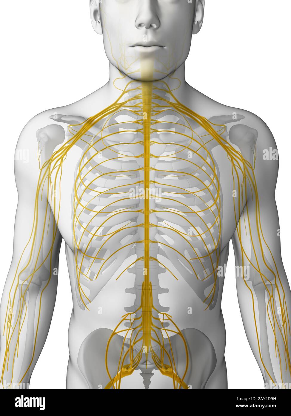 3d rendered illustration - male nerve system Stock Photo - Alamy