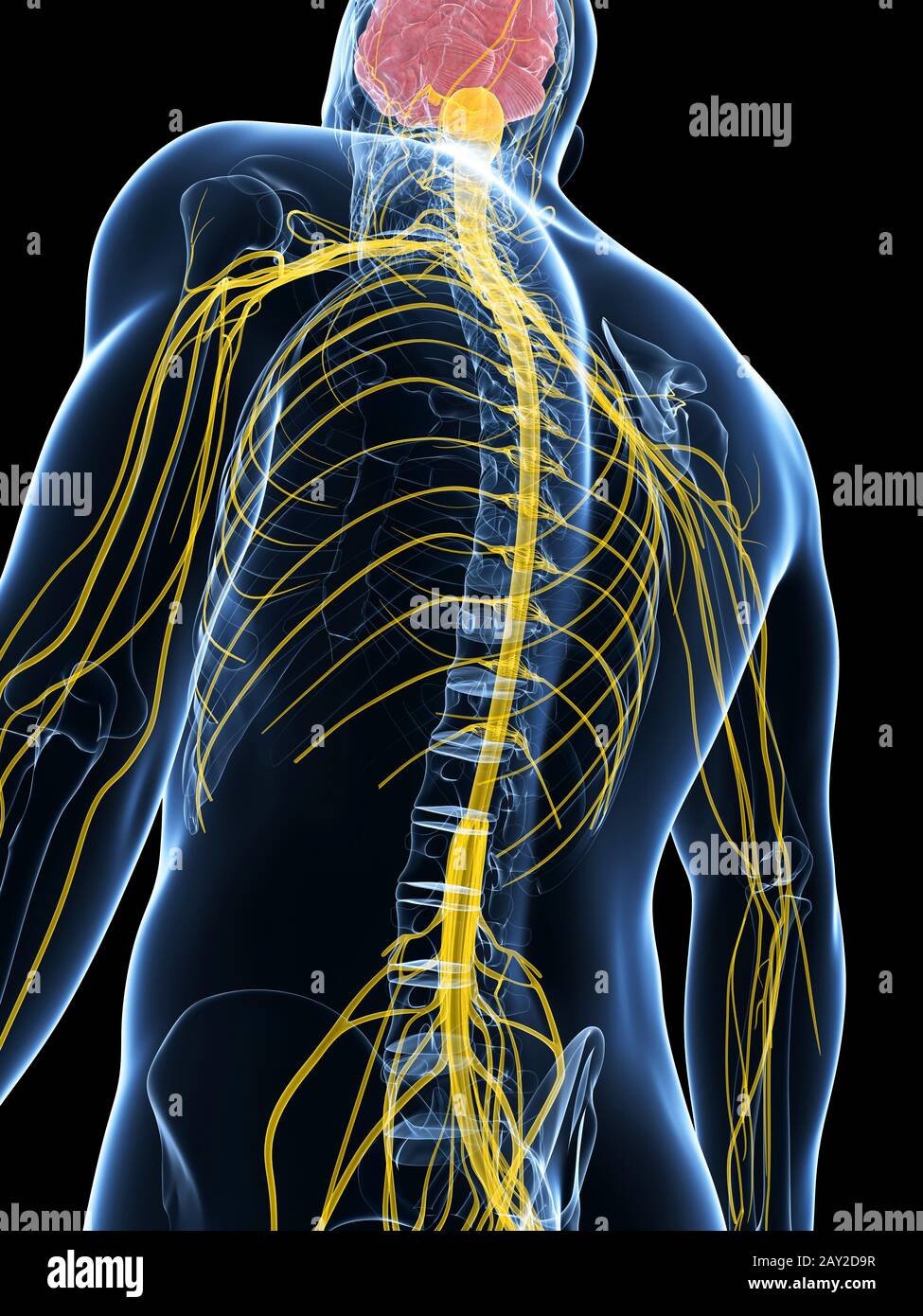 3d rendered illustration of the male nerve system Stock Photo - Alamy