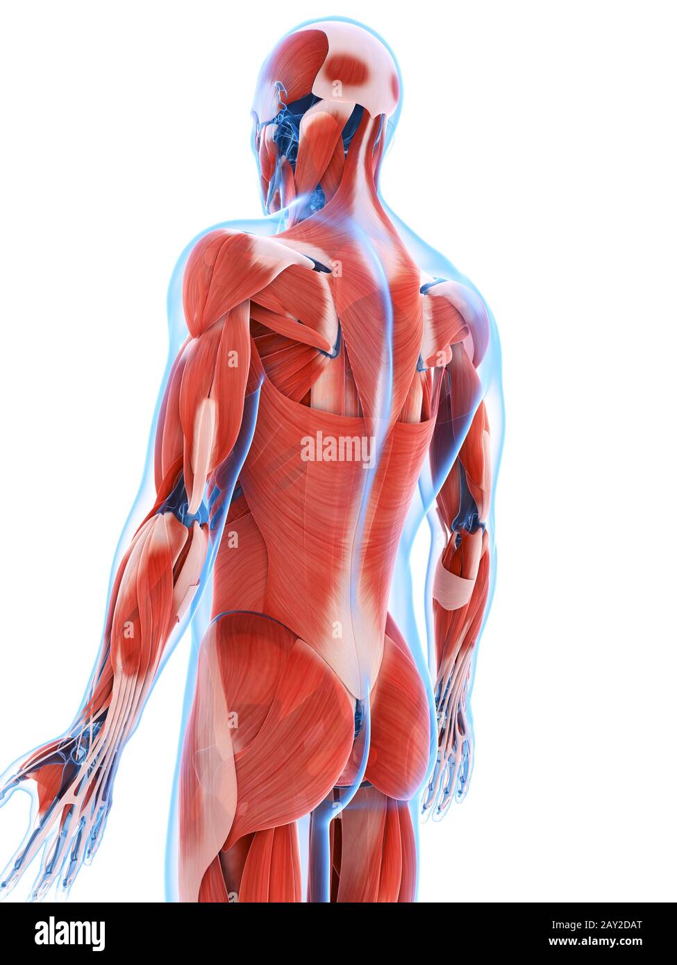 3d rendered illustration of the male musculature Stock Photo - Alamy