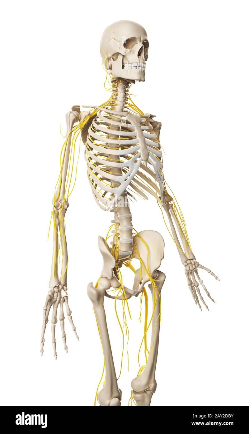 3d rendered illustration - male nerve system Stock Photo - Alamy