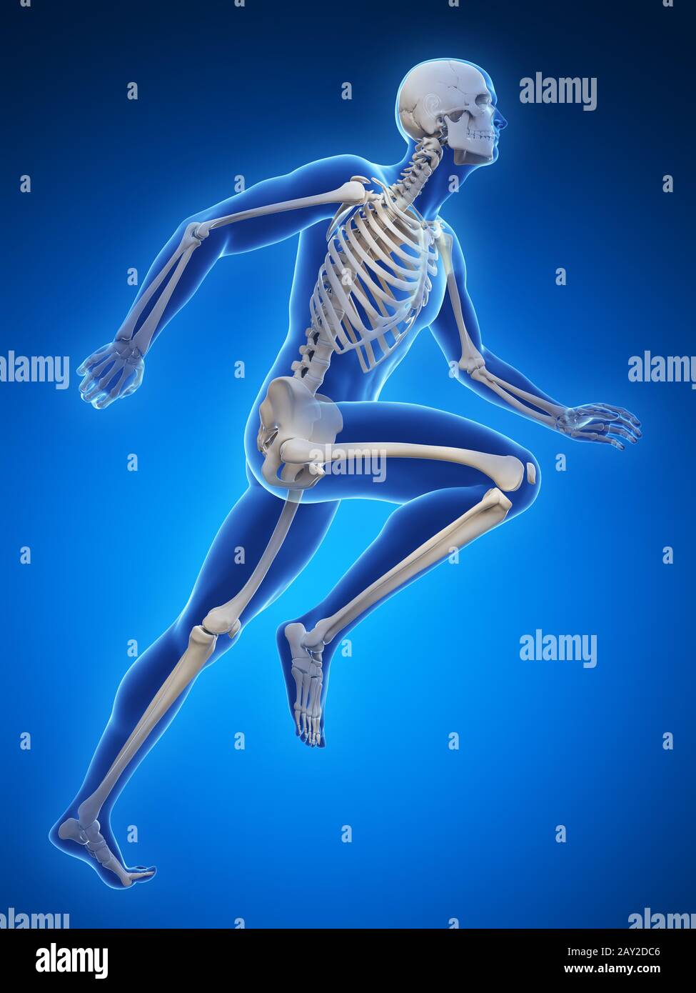 3d rendered illustration - runner anatomy Stock Photo - Alamy