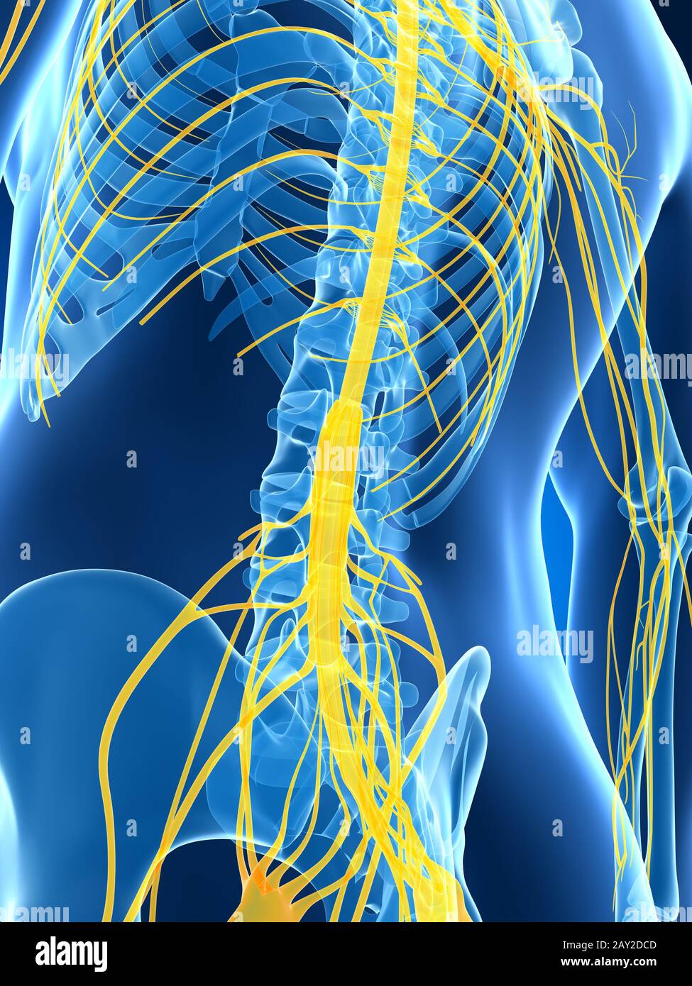 3d rendered illustration of the male nerve system Stock Photo - Alamy