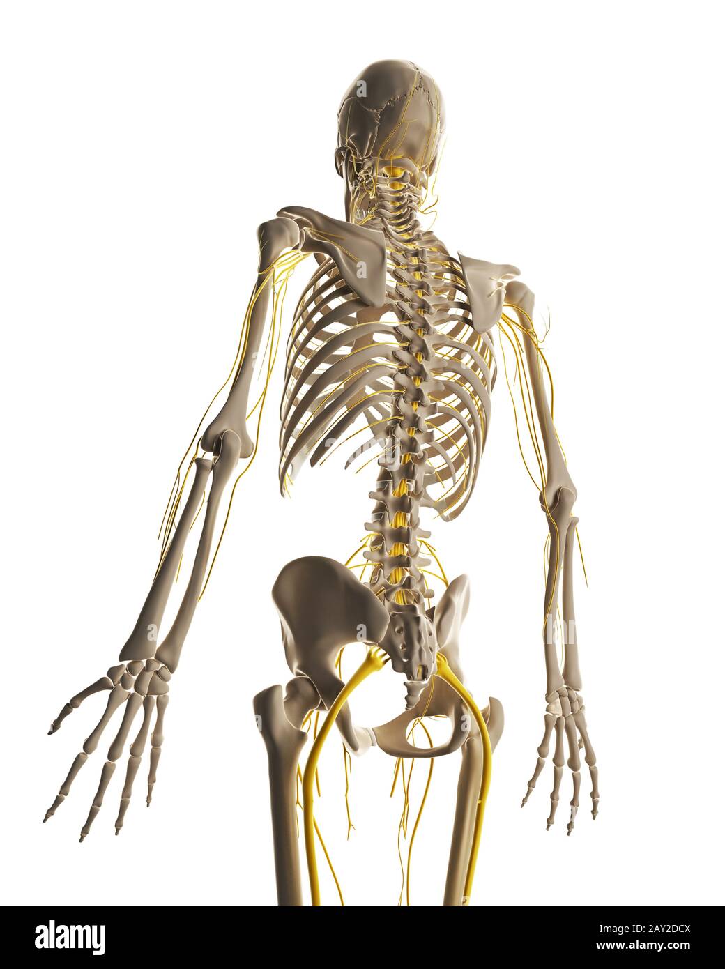 3d rendered illustration - male nerve system Stock Photo - Alamy