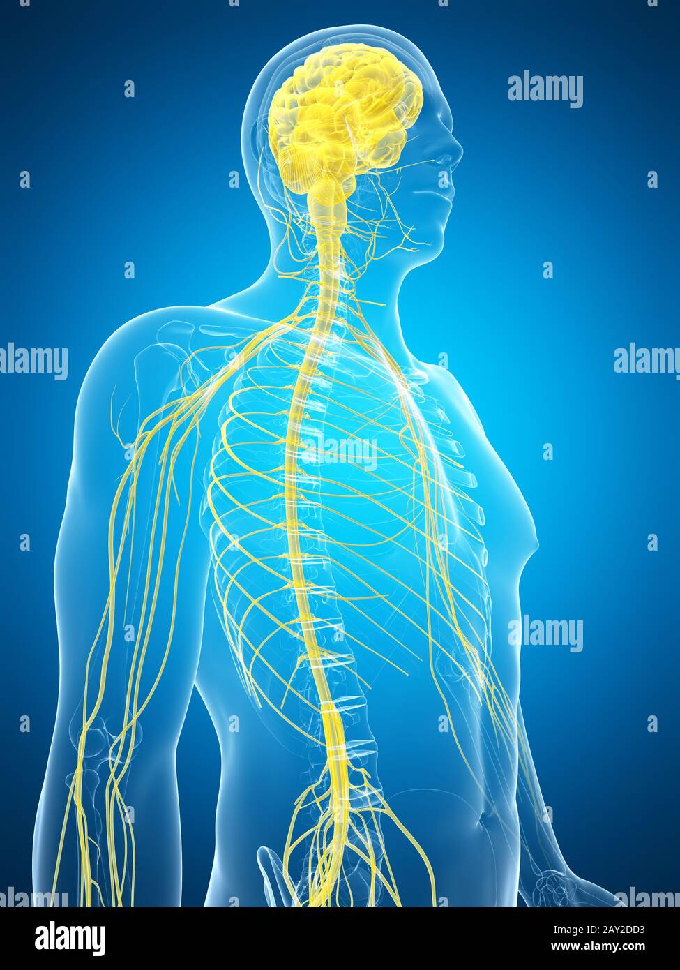 3d rendered illustration of the male nerve system Stock Photo - Alamy