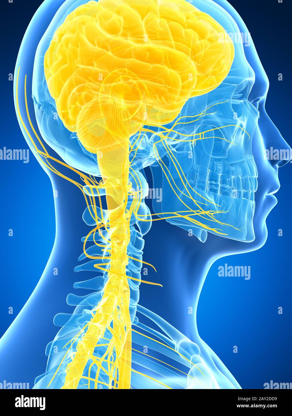 3d rendered illustration of the male nerve system Stock Photo - Alamy