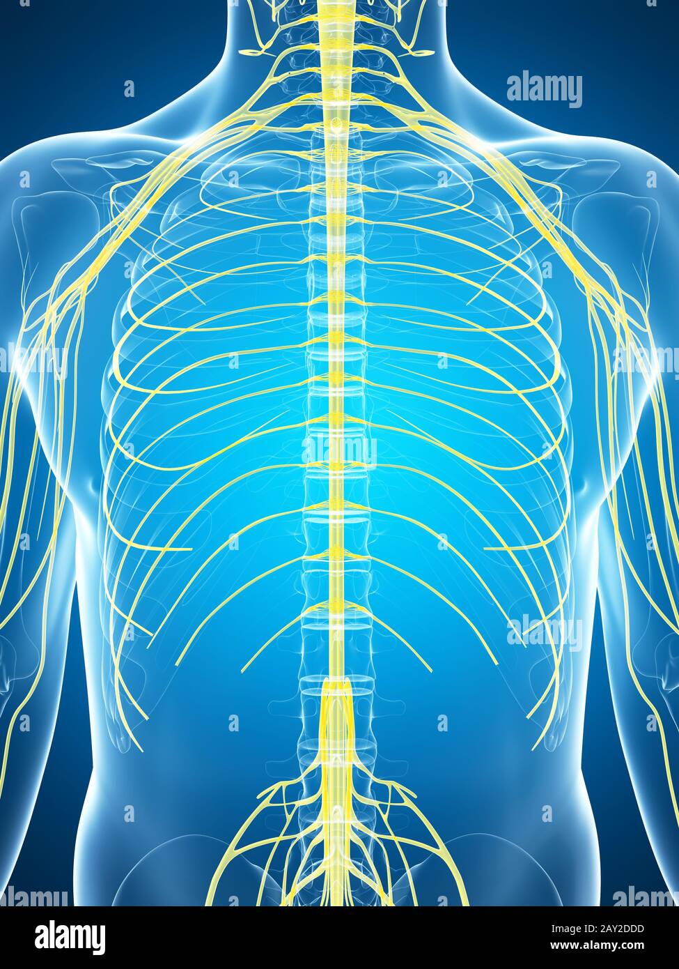 3d rendered illustration of the male nerve system Stock Photo - Alamy