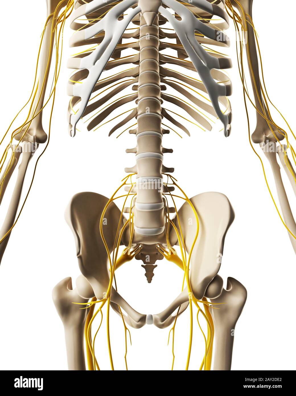 3d rendered illustration - male nerve system Stock Photo - Alamy