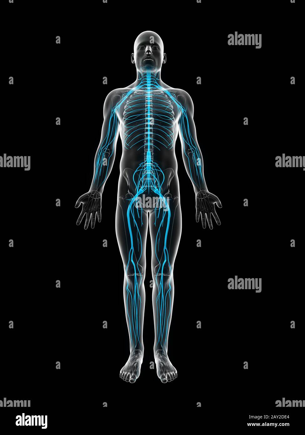 3d rendered illustration of the male nerve system Stock Photo - Alamy
