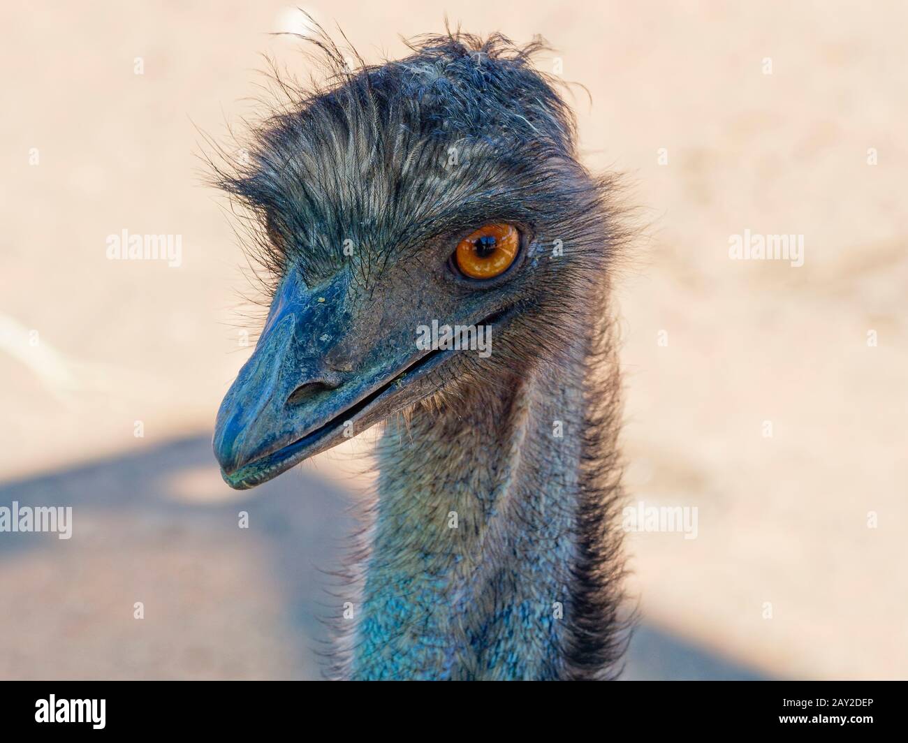 Emu head close up hi-res stock photography and images - Alamy