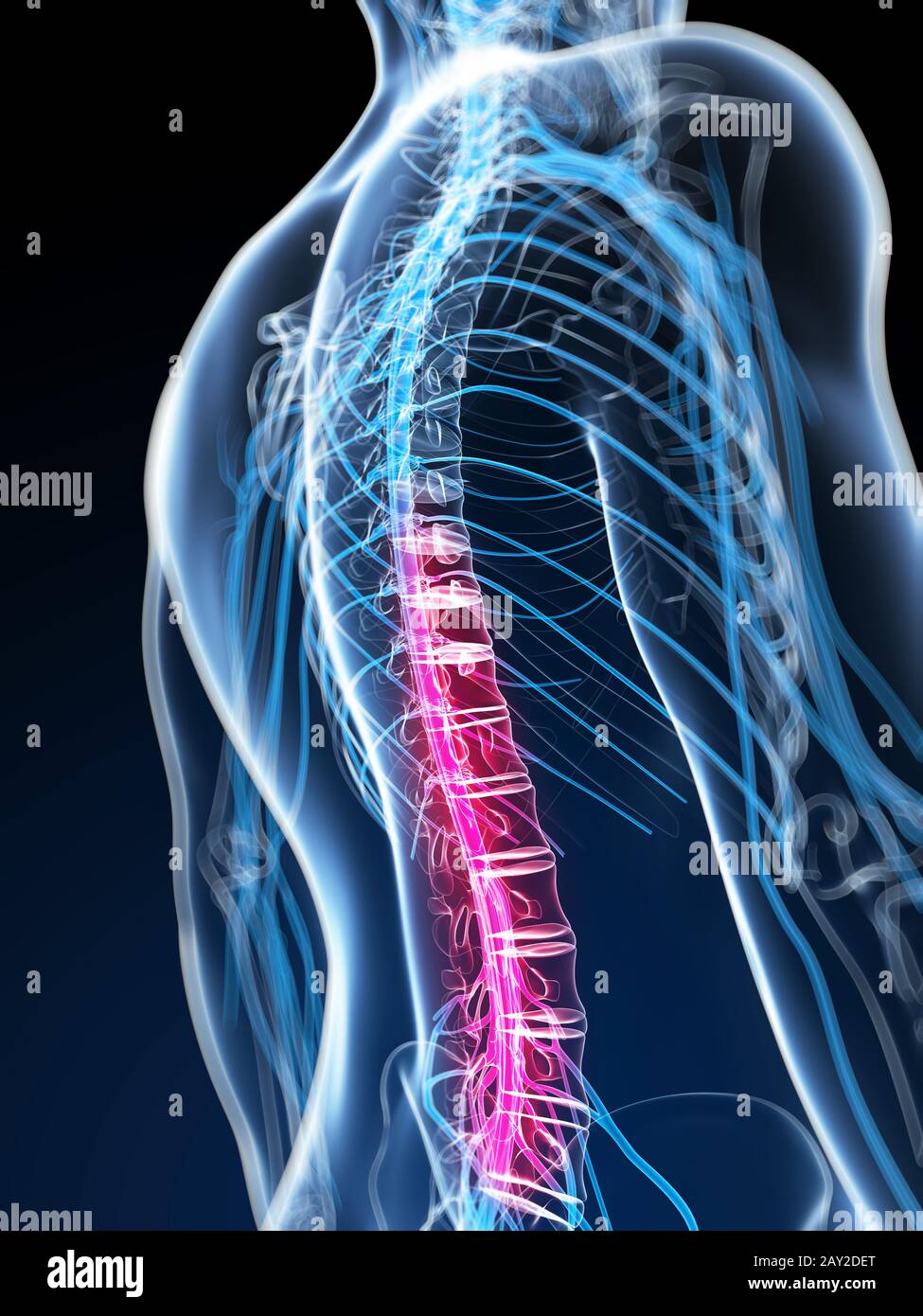 Healthy spinal cord hi-res stock photography and images - Alamy