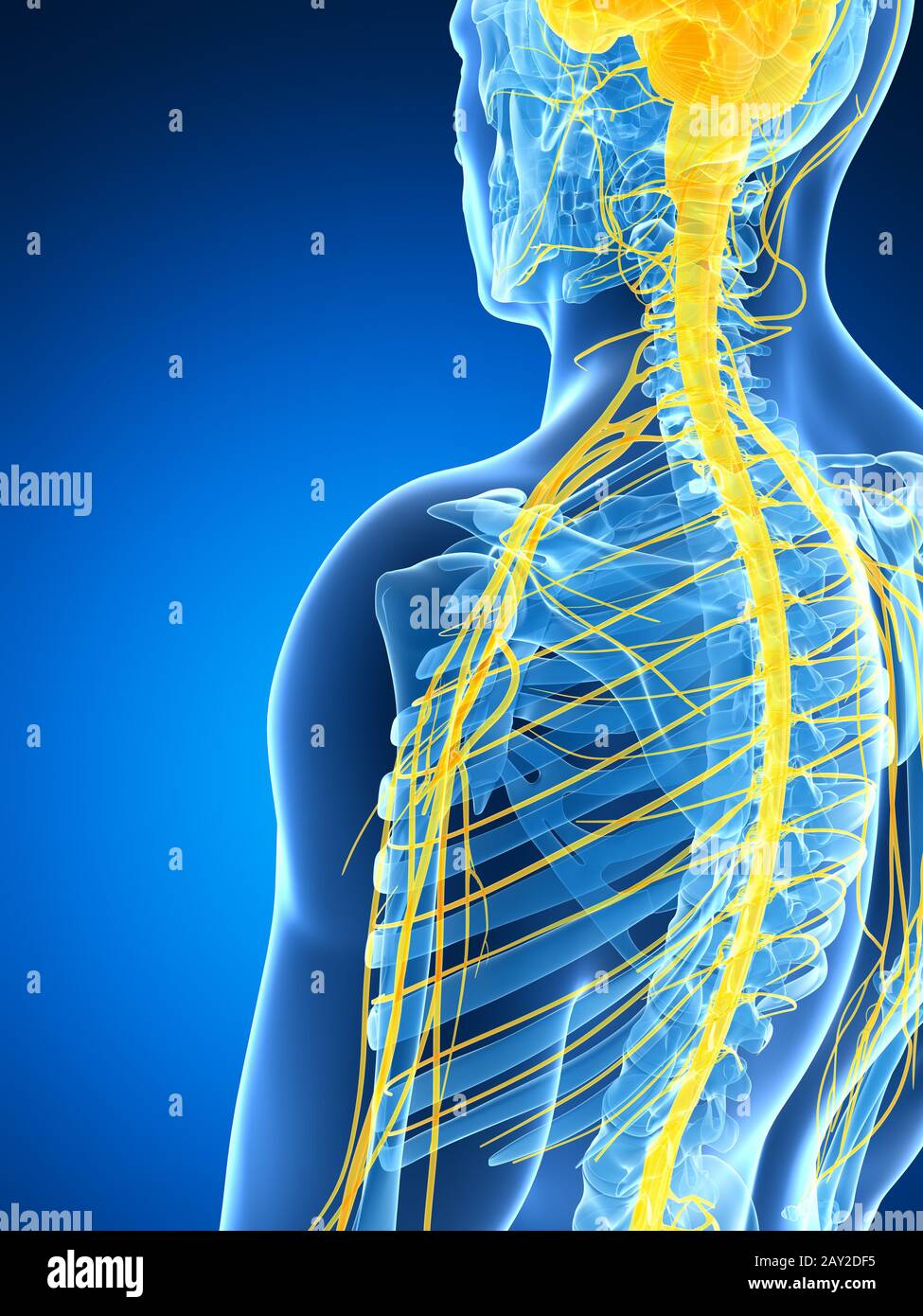 3d rendered illustration of the male nerve system Stock Photo - Alamy