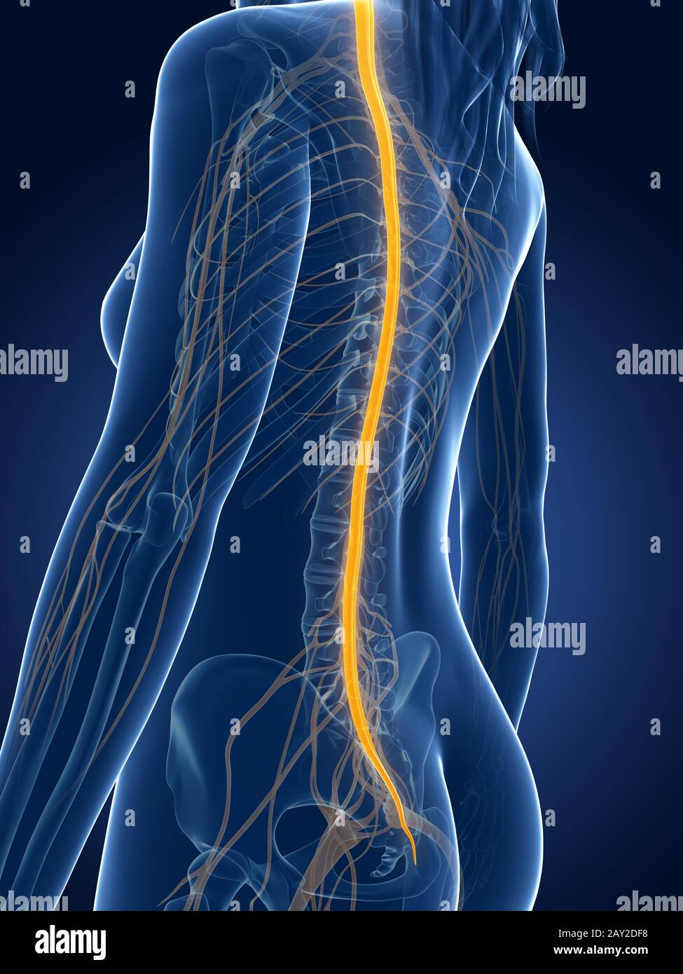 3d rendered medical illustration - female nerves Stock Photo - Alamy