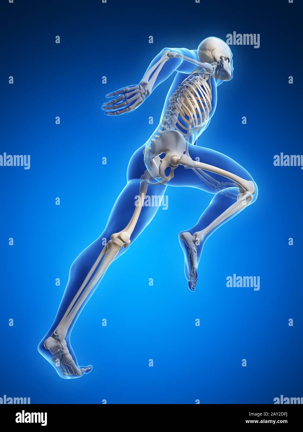 3d rendered illustration - runner anatomy Stock Photo - Alamy