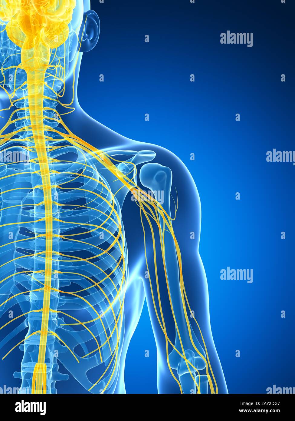 3d rendered illustration of the male nerve system Stock Photo - Alamy