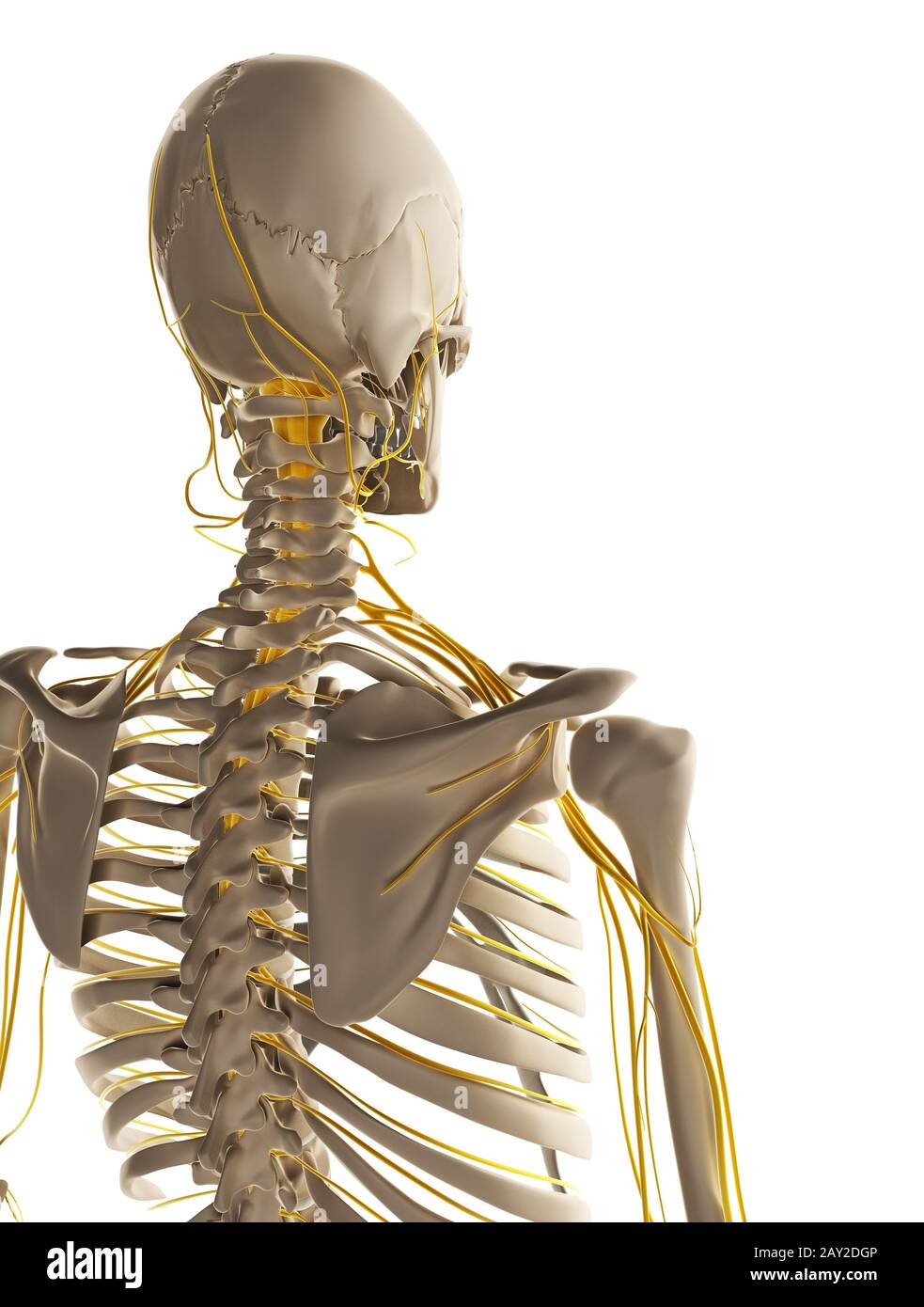 3d rendered illustration - male nerve system Stock Photo - Alamy