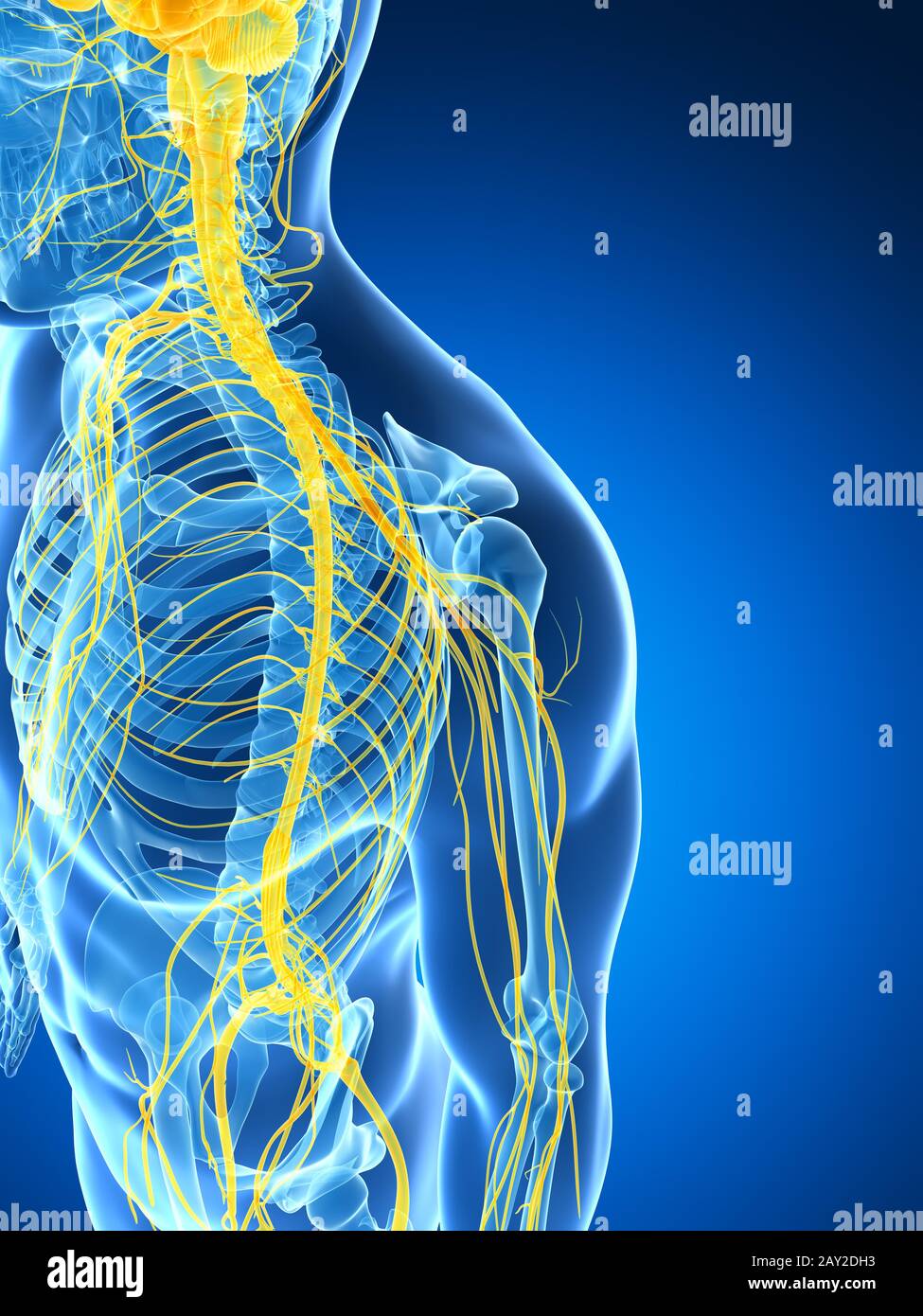 3d rendered illustration of the male nerve system Stock Photo - Alamy