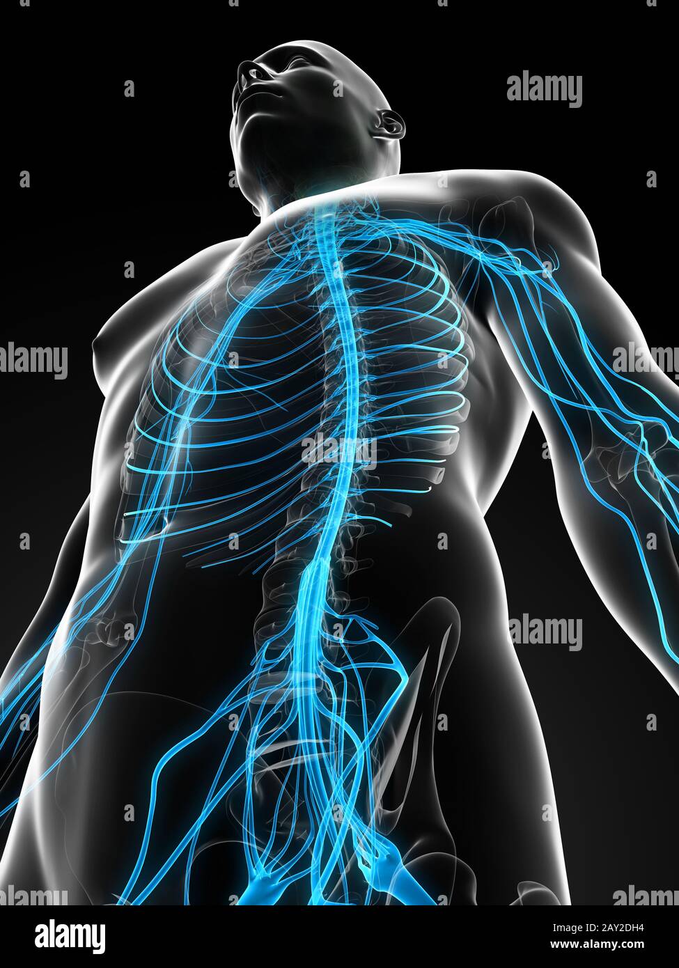 3d rendered illustration of the male nerve system Stock Photo - Alamy