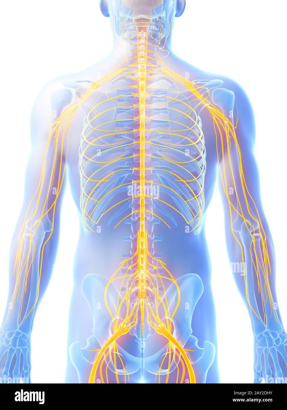 3d rendered illustration - male nerve system Stock Photo - Alamy
