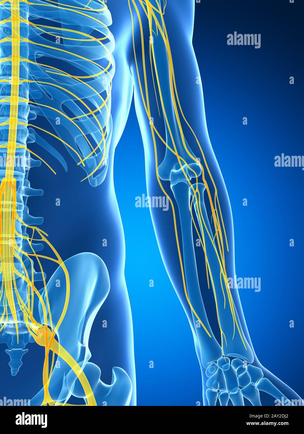 3d rendered illustration of the male nerve system Stock Photo - Alamy