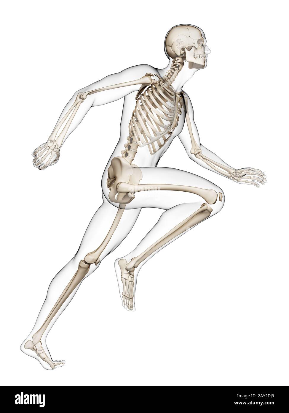 3d rendered illustration - runner anatomy Stock Photo - Alamy